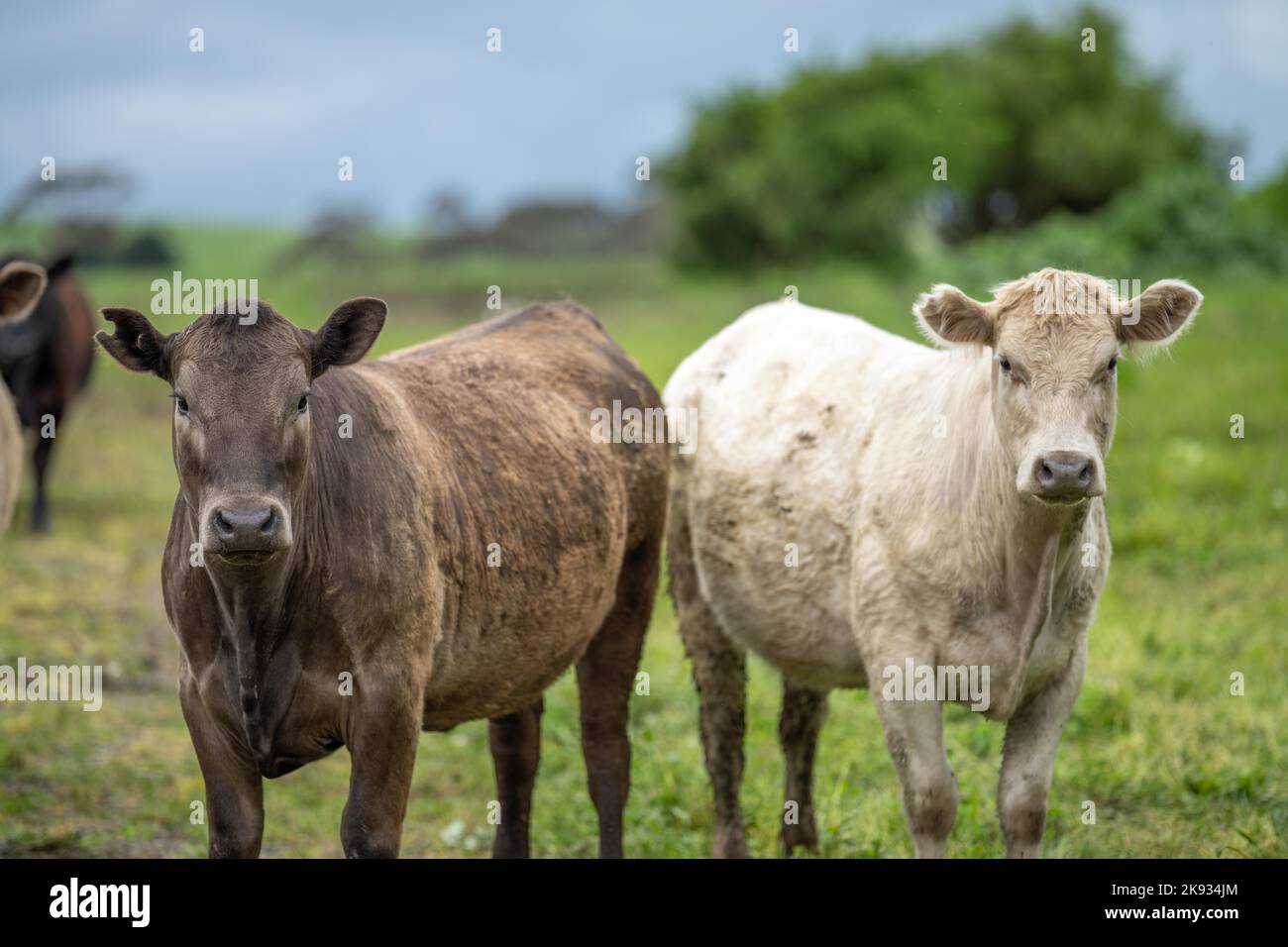 meat production on a organic ranch and cows eating grass Stock Photo ...