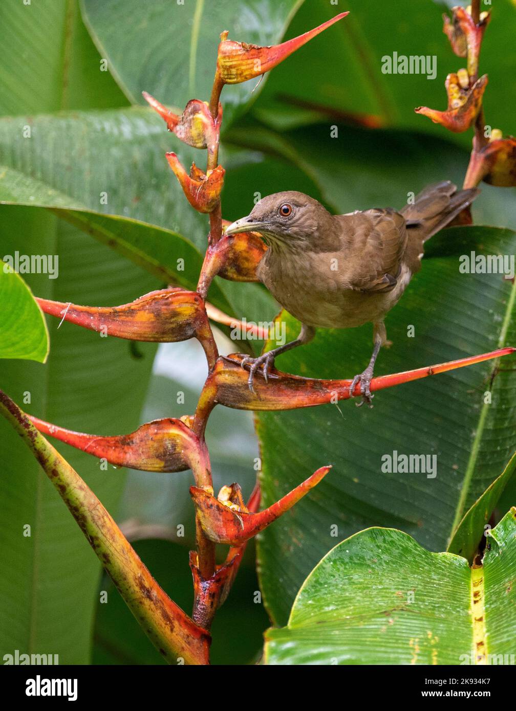 Clay-colored Thrush standing on a heliconia flower in El Valle, Panama ...