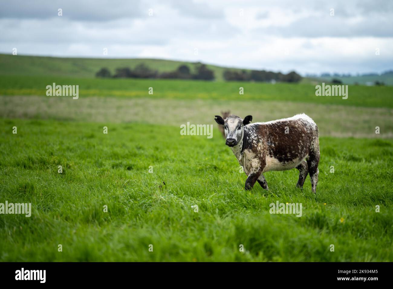 organic livestock with zero carbon emissions on a farm Stock Photo - Alamy