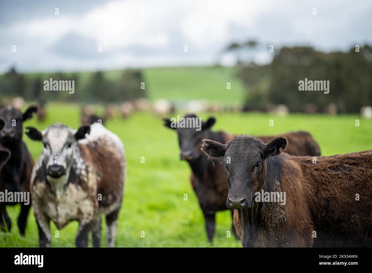 meat production on a organic ranch and cows eating grass Stock Photo ...