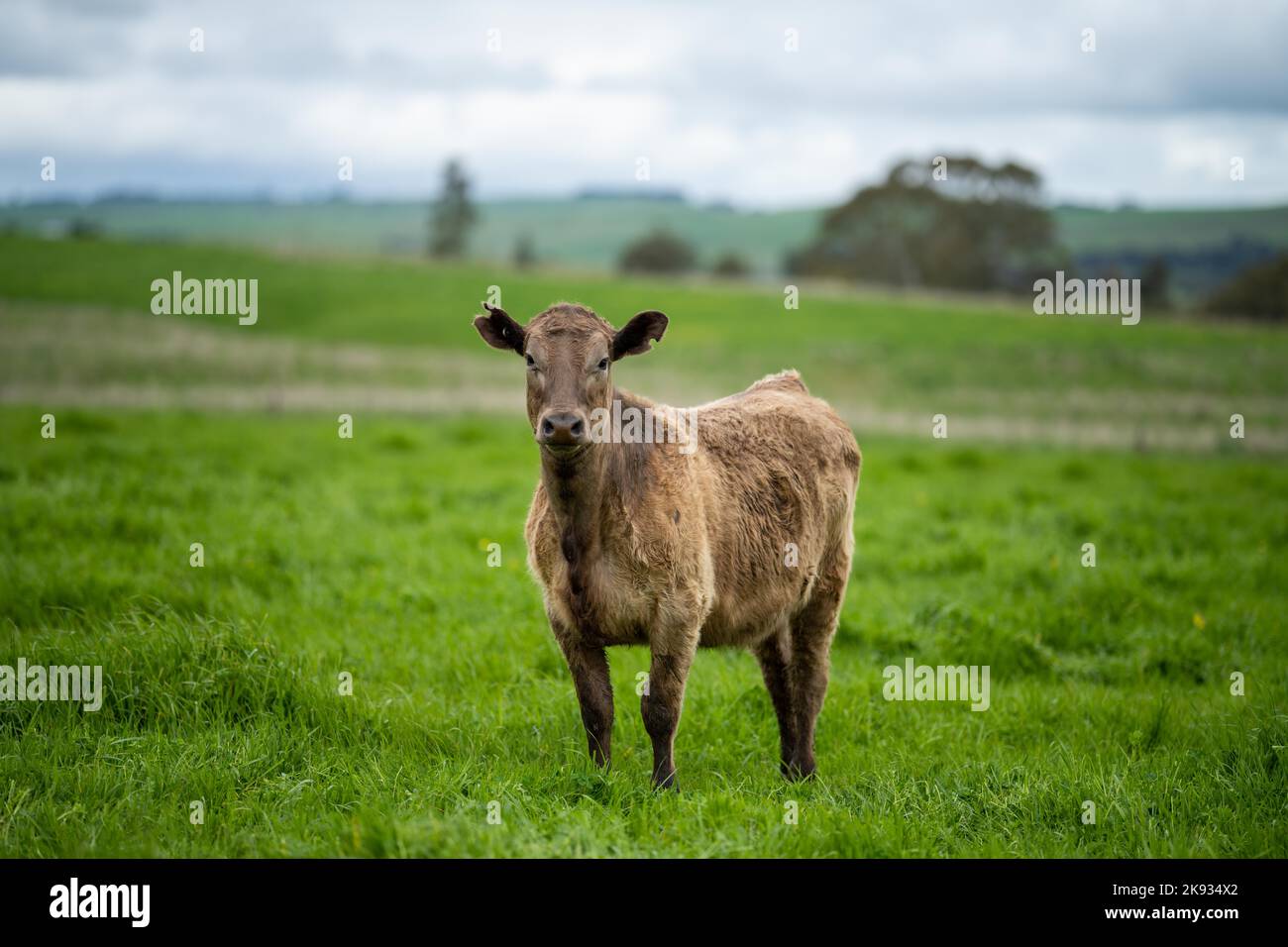 cows and cattle eating grass on a farm. grass fed beef grazing on ...