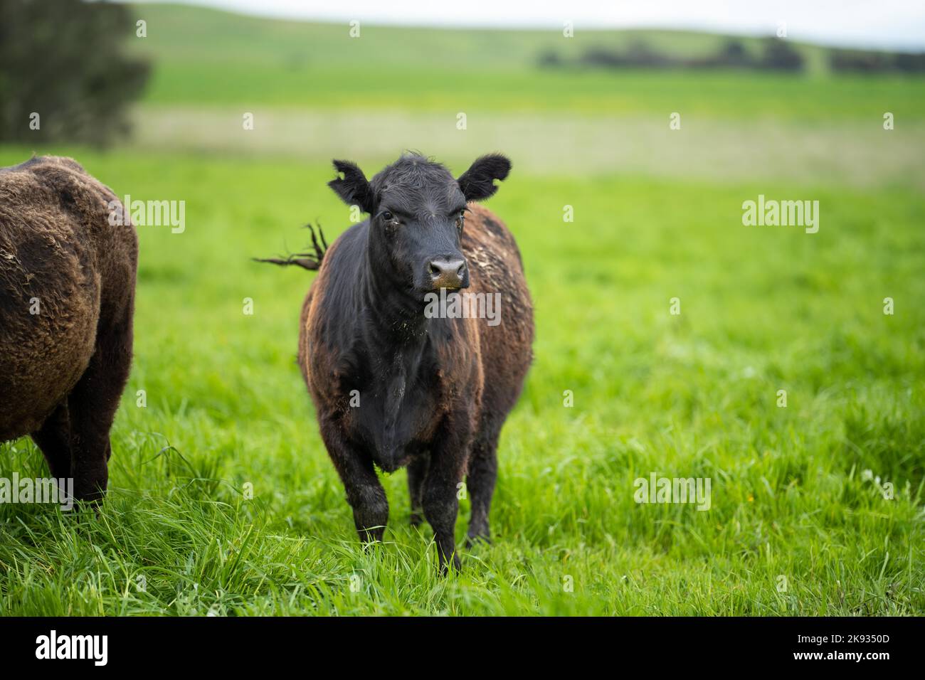 agriculture technology sustainable organic food production on a cattle ...