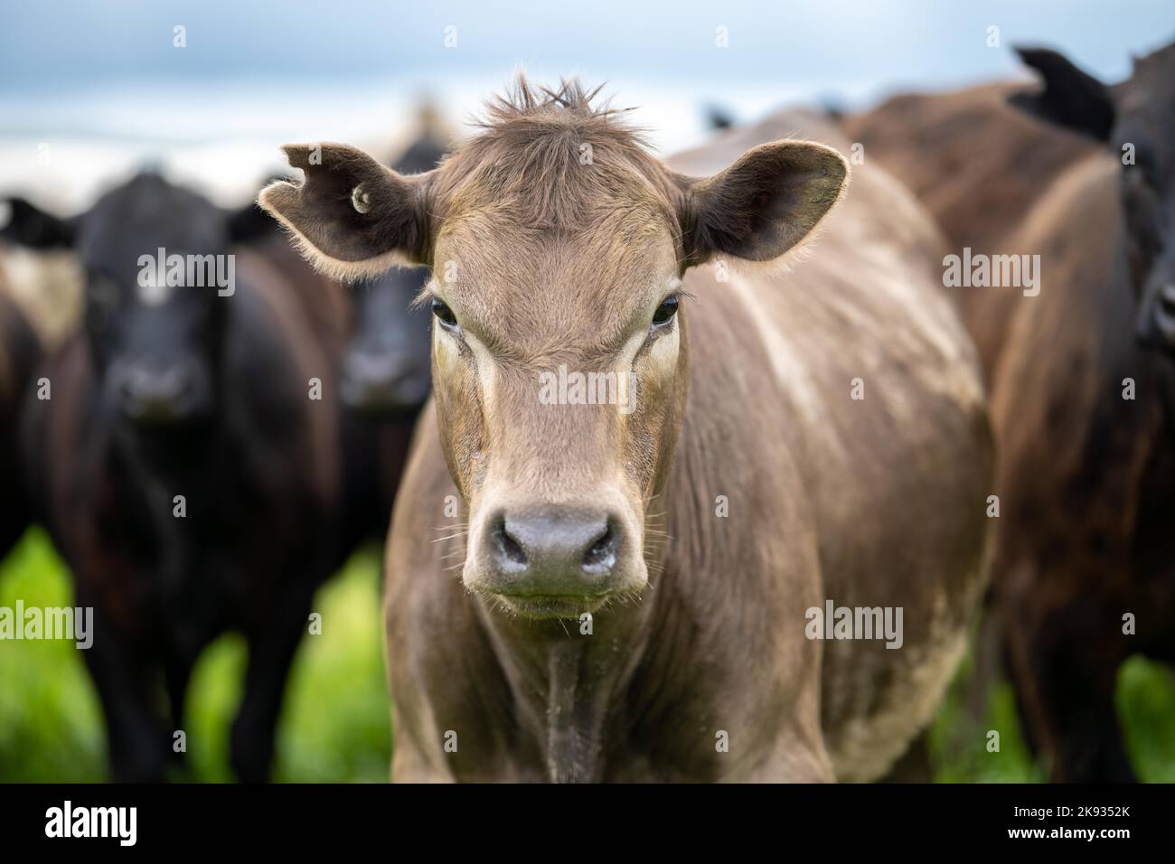 cows and cattle eating grass on a farm. grass fed beef grazing on ...