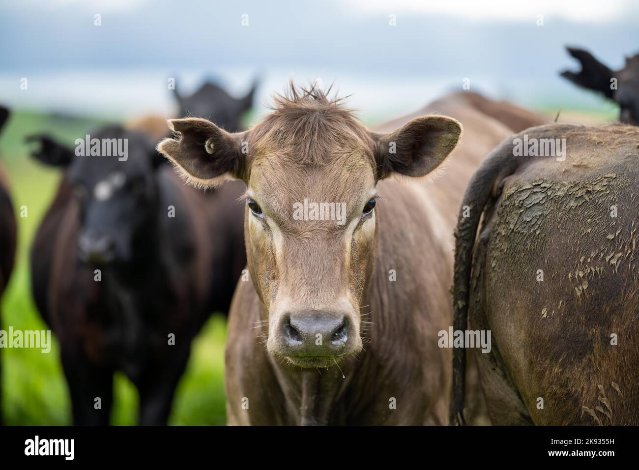 beef steaks and beef production on a farm. cows on a ranch Stock Photo ...