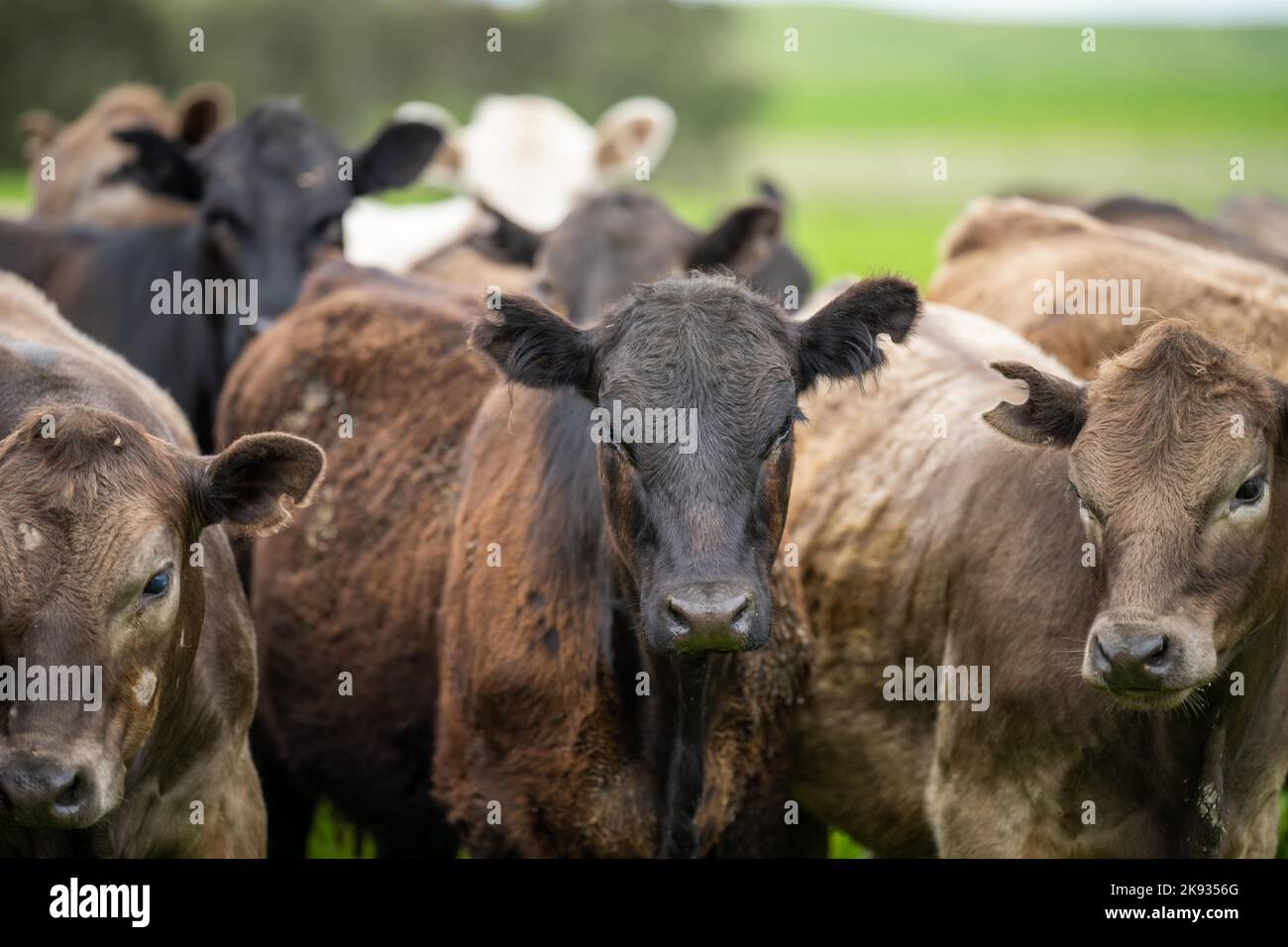 organic livestock with zero carbon emissions on a farm Stock Photo - Alamy