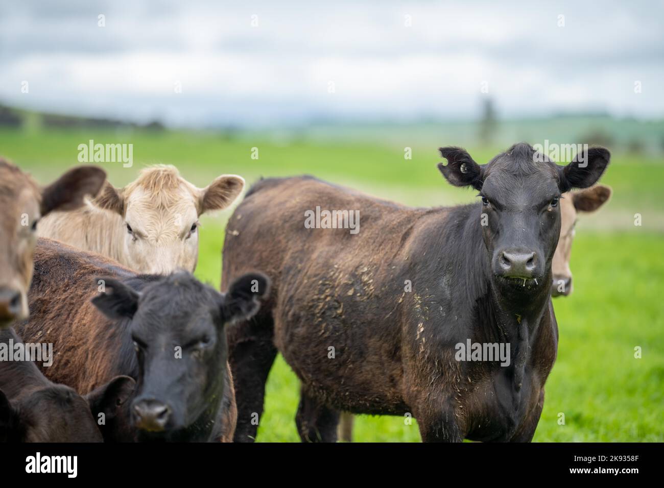Philippine livestock market hi-res stock photography and images - Alamy