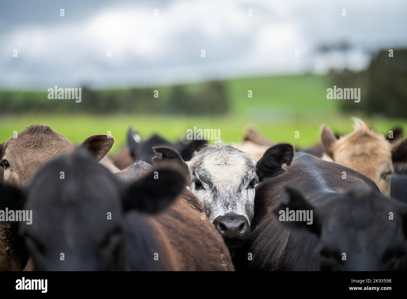agriculture technology sustainable organic food production on a cattle ...