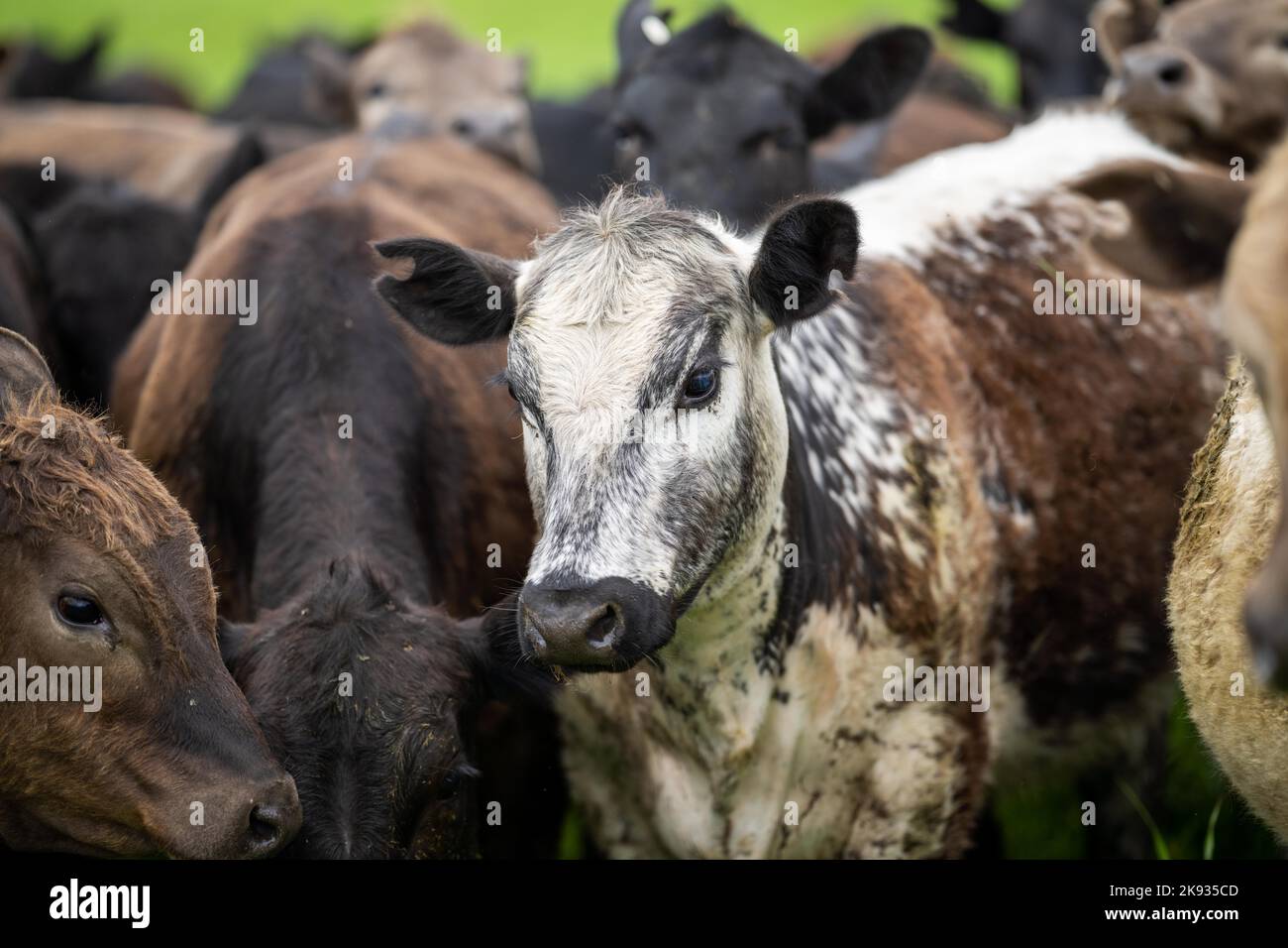beef steaks and beef production on a farm. cows on a ranch Stock Photo ...
