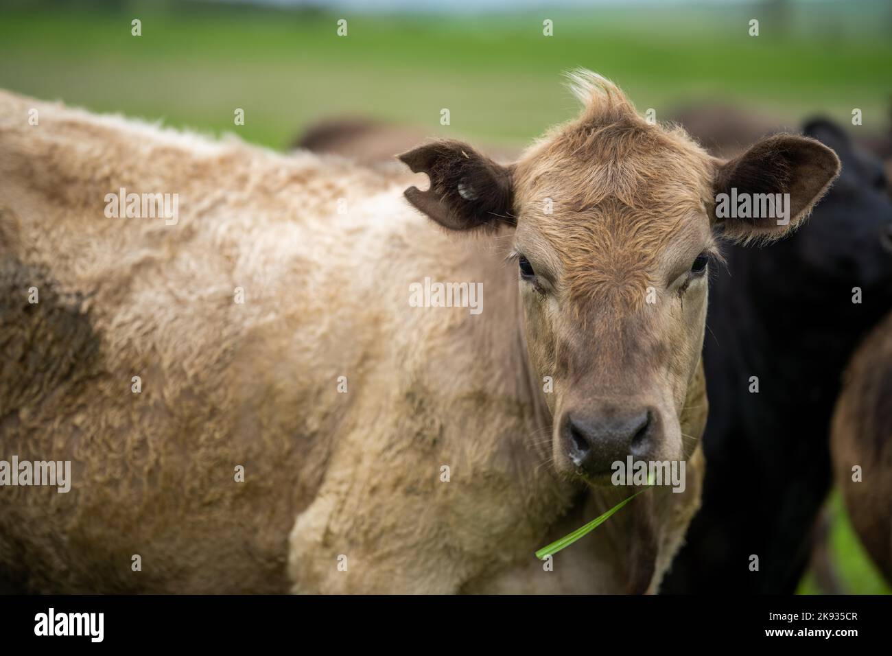 agriculture technology sustainable organic food production on a cattle ...