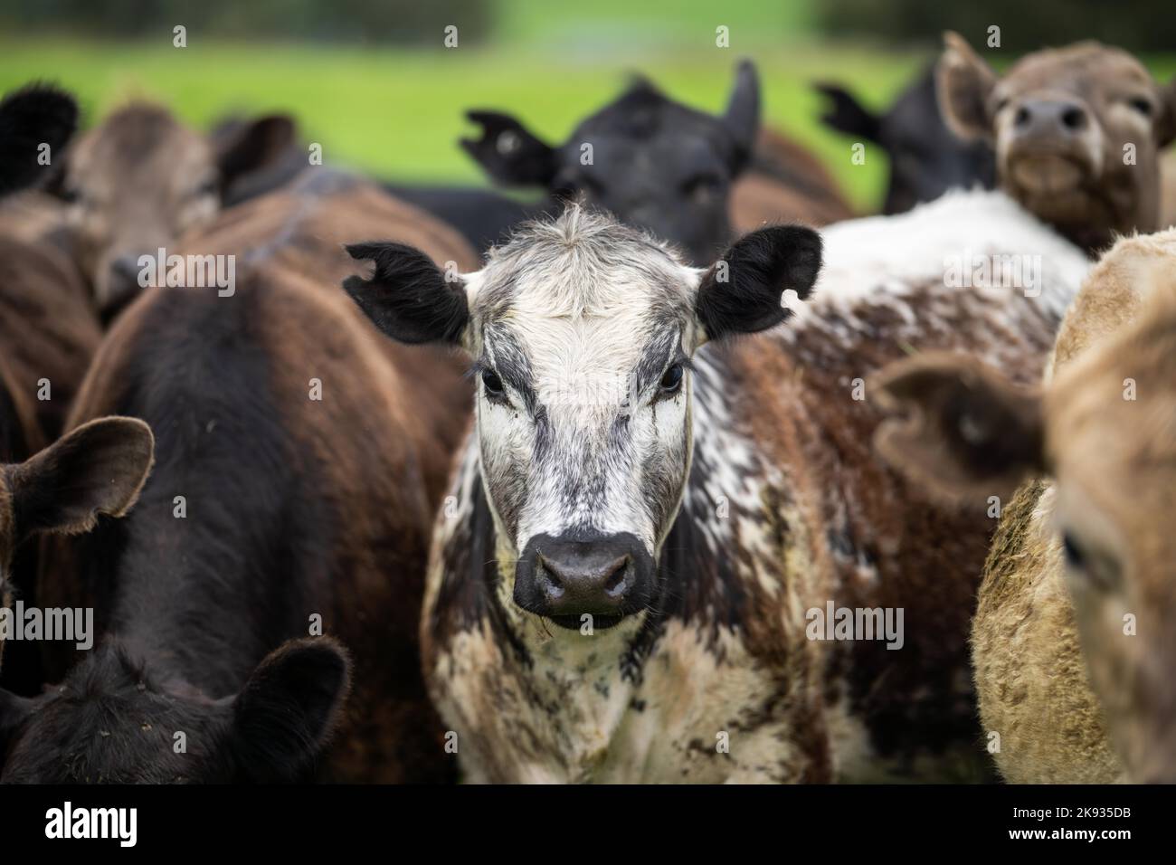 meat production on a organic ranch and cows eating grass Stock Photo ...