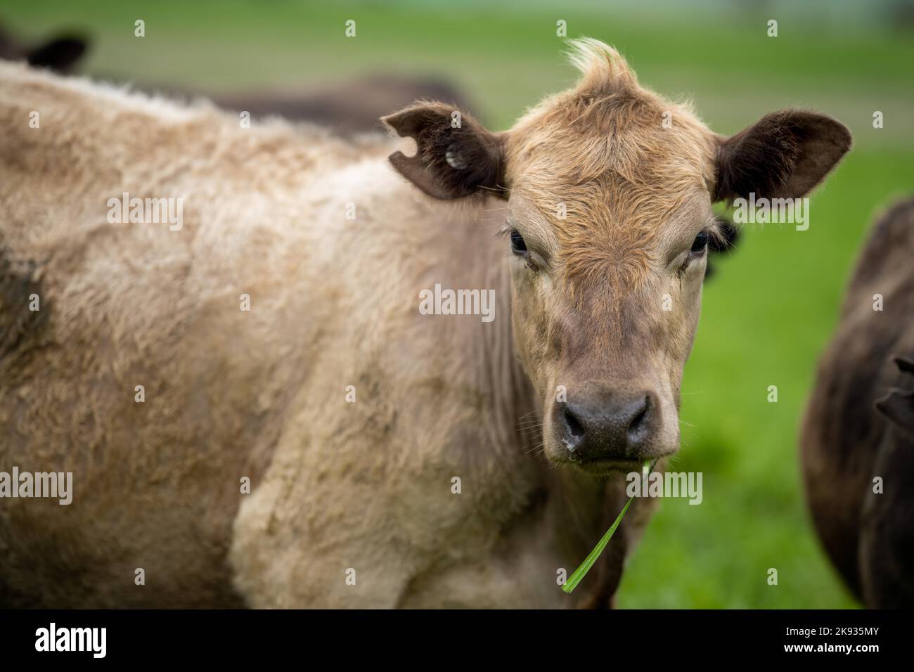 beef steaks and beef production on a farm. cows on a ranch Stock Photo ...