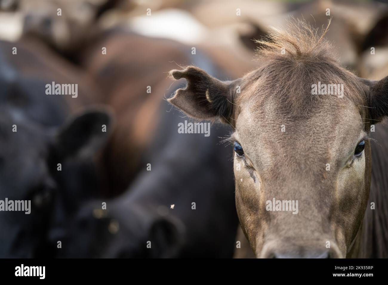 organic livestock with zero carbon emissions on a farm Stock Photo - Alamy