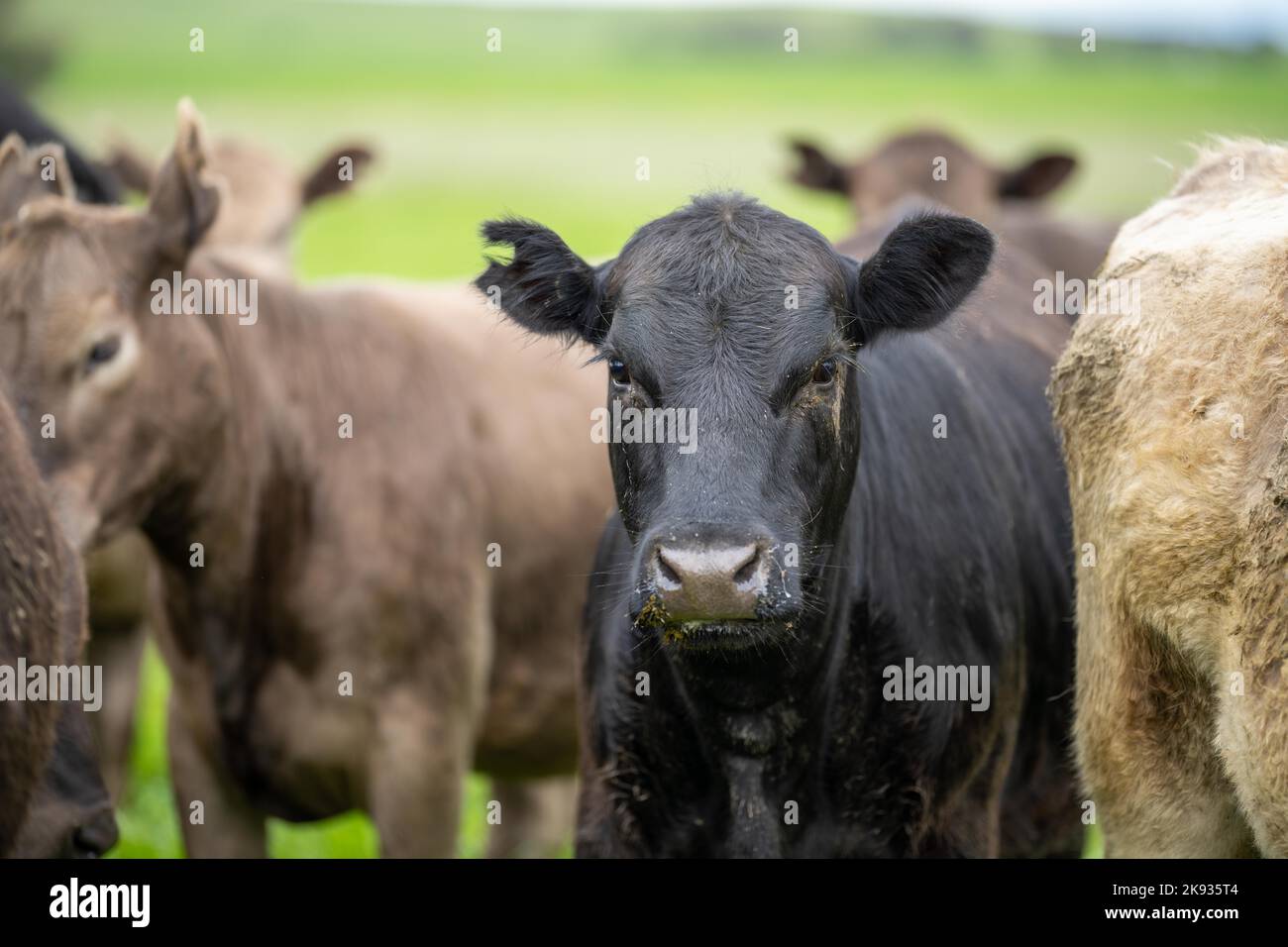 cows and cattle eating grass on a farm. grass fed beef grazing on ...