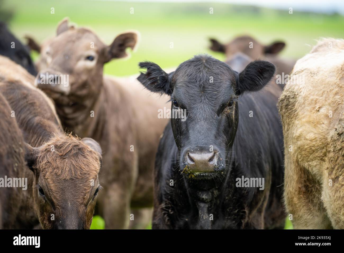 agriculture technology sustainable organic food production on a cattle ...