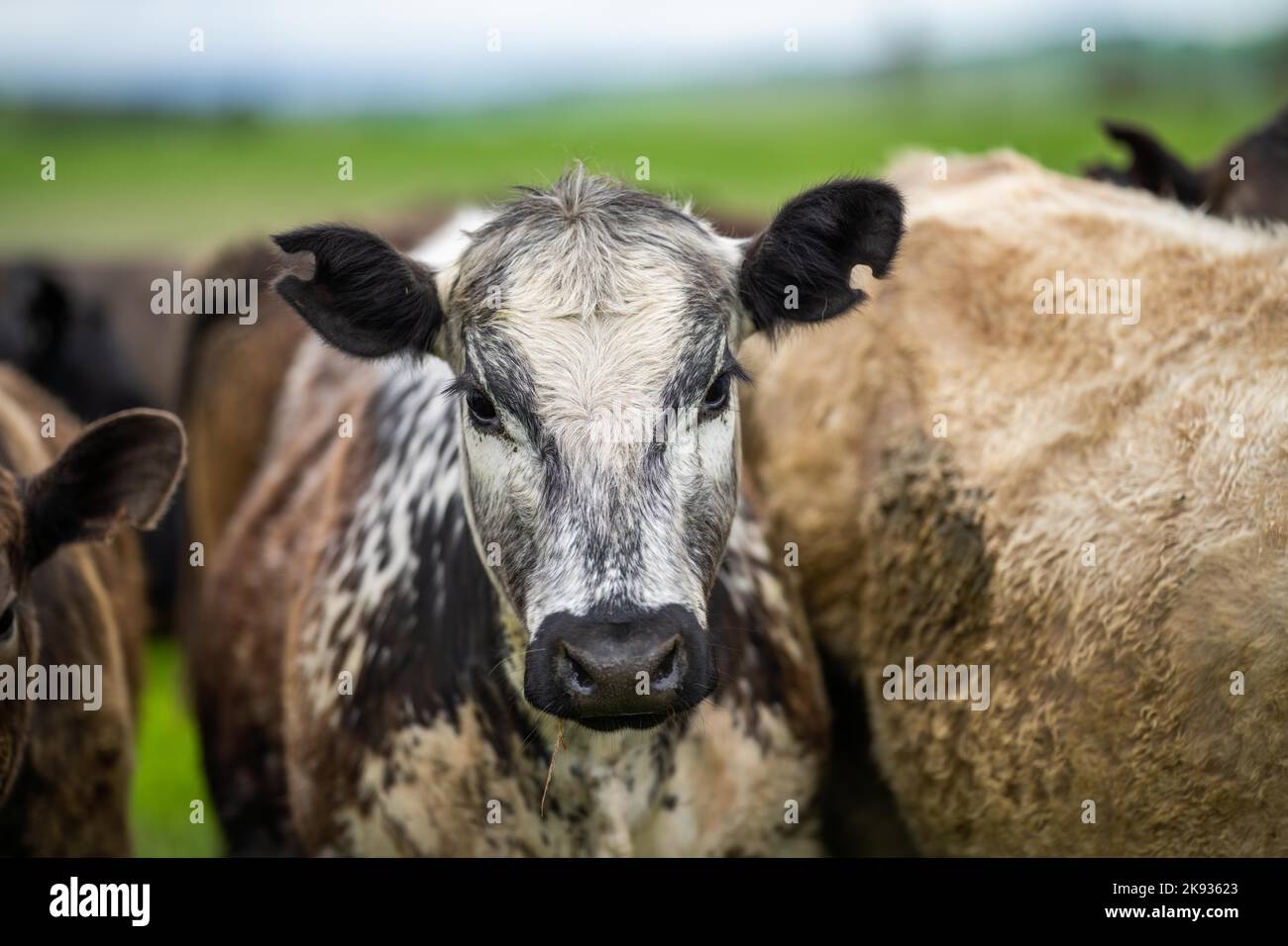agriculture technology sustainable organic food production on a cattle ...