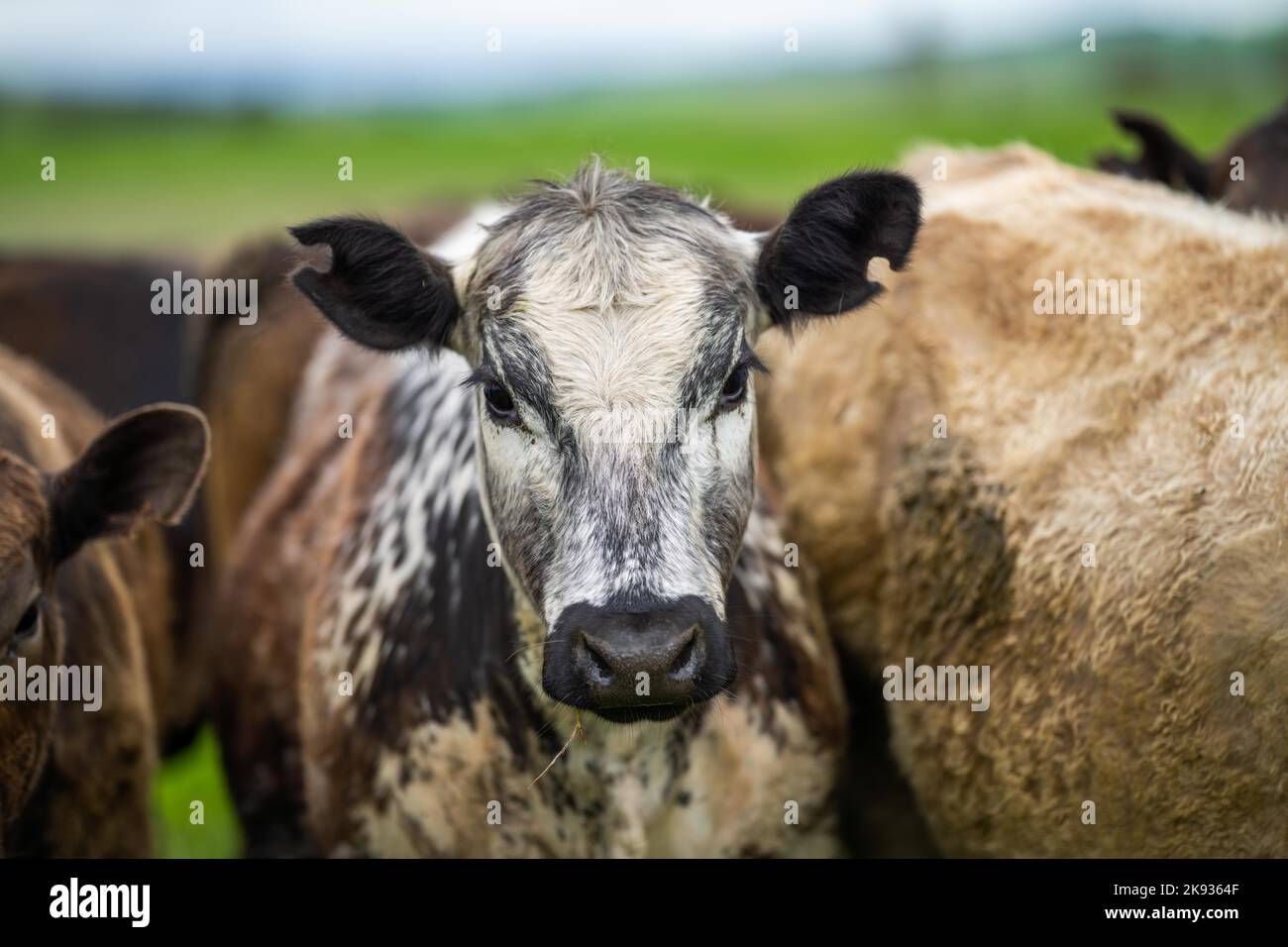 Blue grey cattle hi-res stock photography and images - Alamy