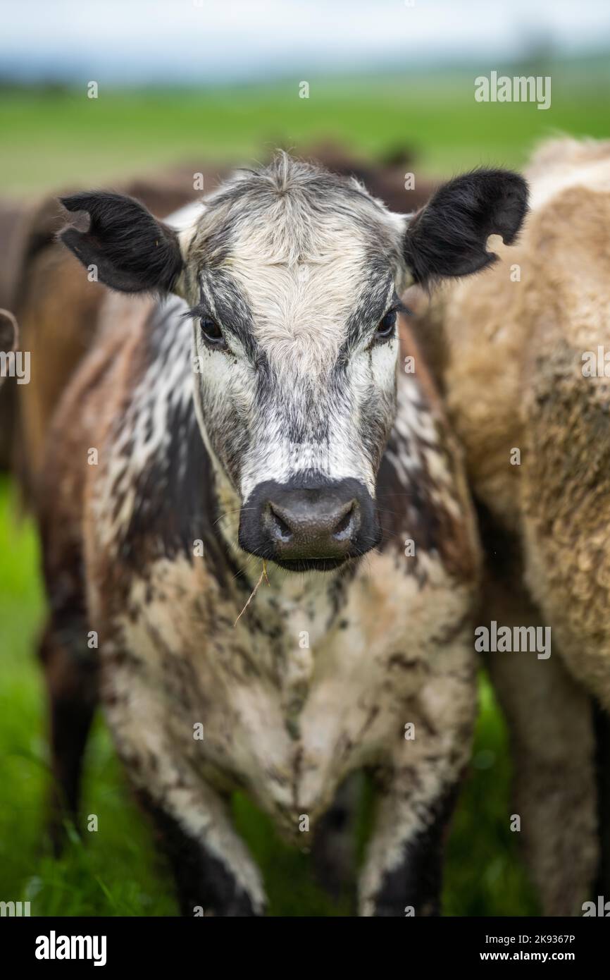 organic livestock with zero carbon emissions on a farm Stock Photo - Alamy