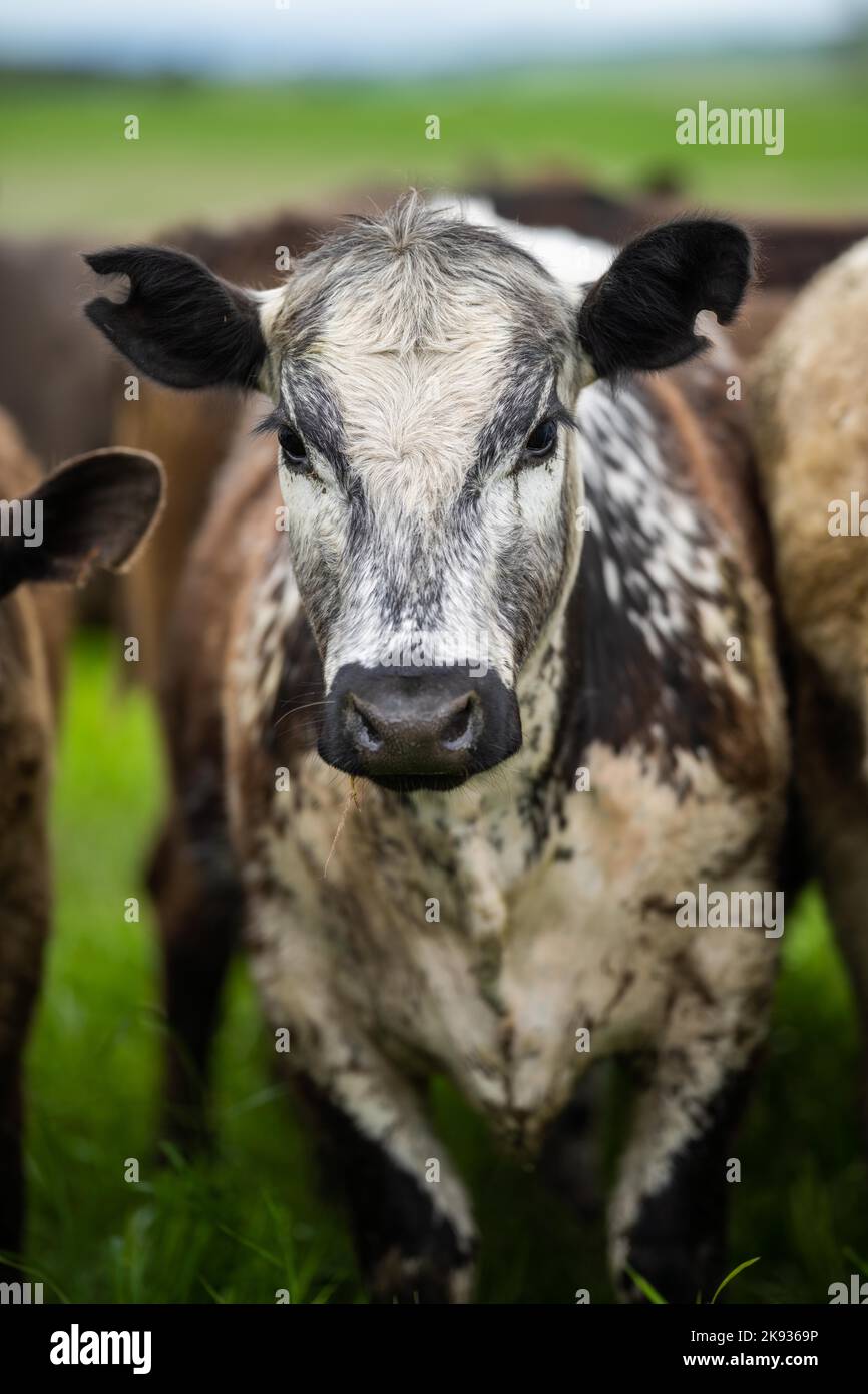 meat production on a organic ranch and cows eating grass Stock Photo ...