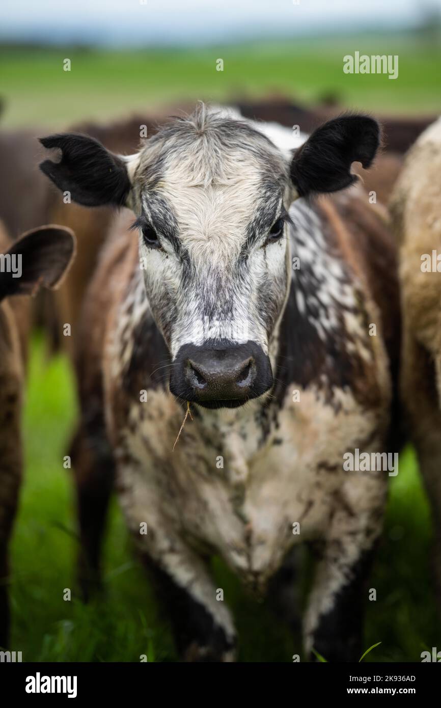 cows and cattle eating grass on a farm. grass fed beef grazing on ...