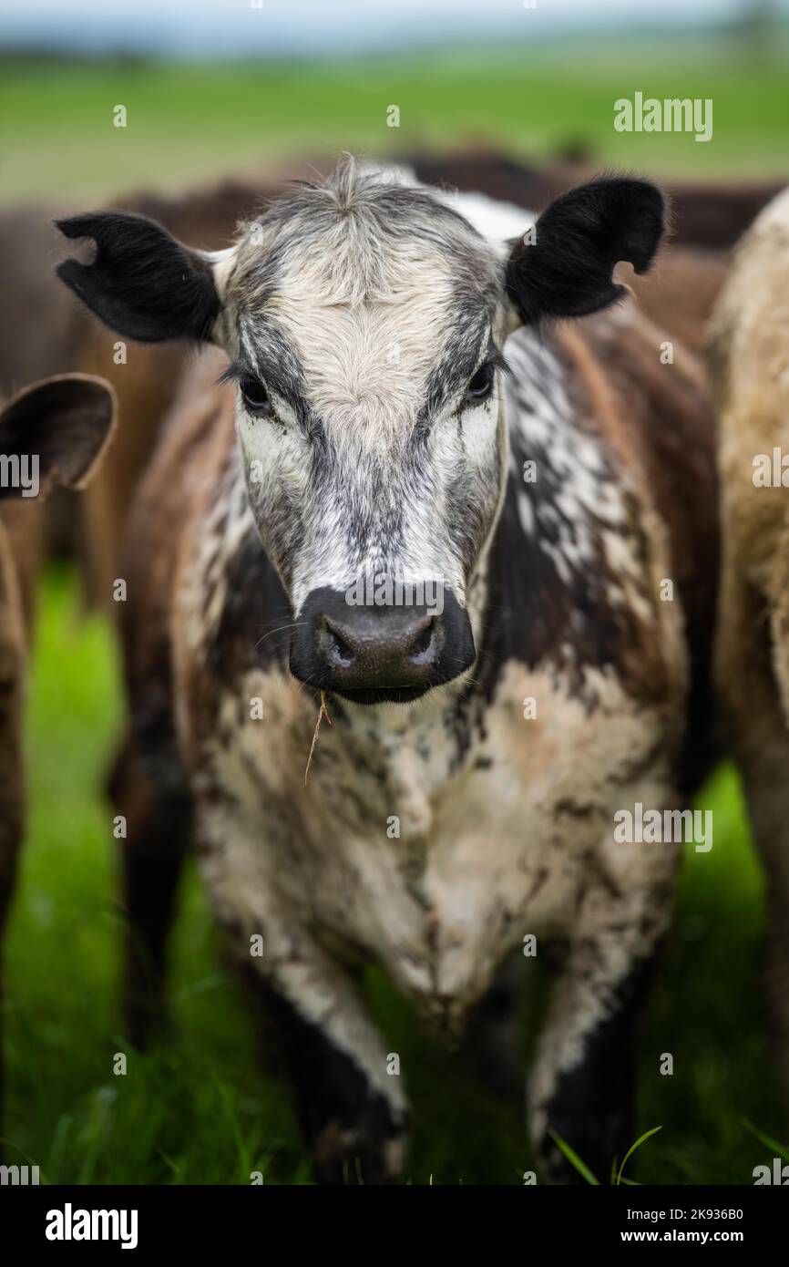 agriculture technology sustainable organic food production on a cattle ...