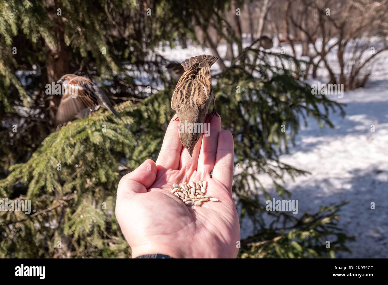 Sparrow eats seeds from a man's hand. A Sparrow bird sitting on the ...