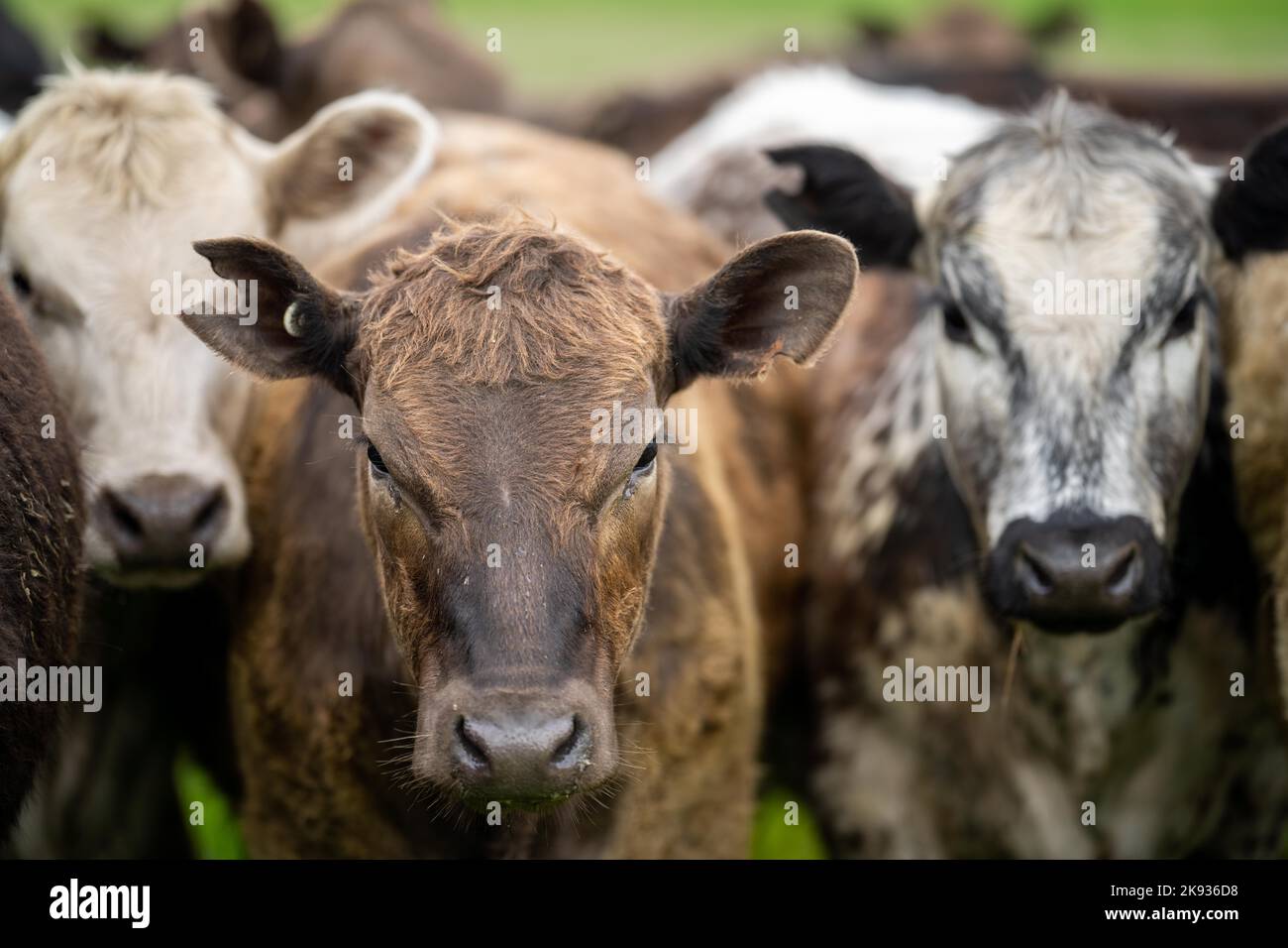 meat production on a organic ranch and cows eating grass Stock Photo ...