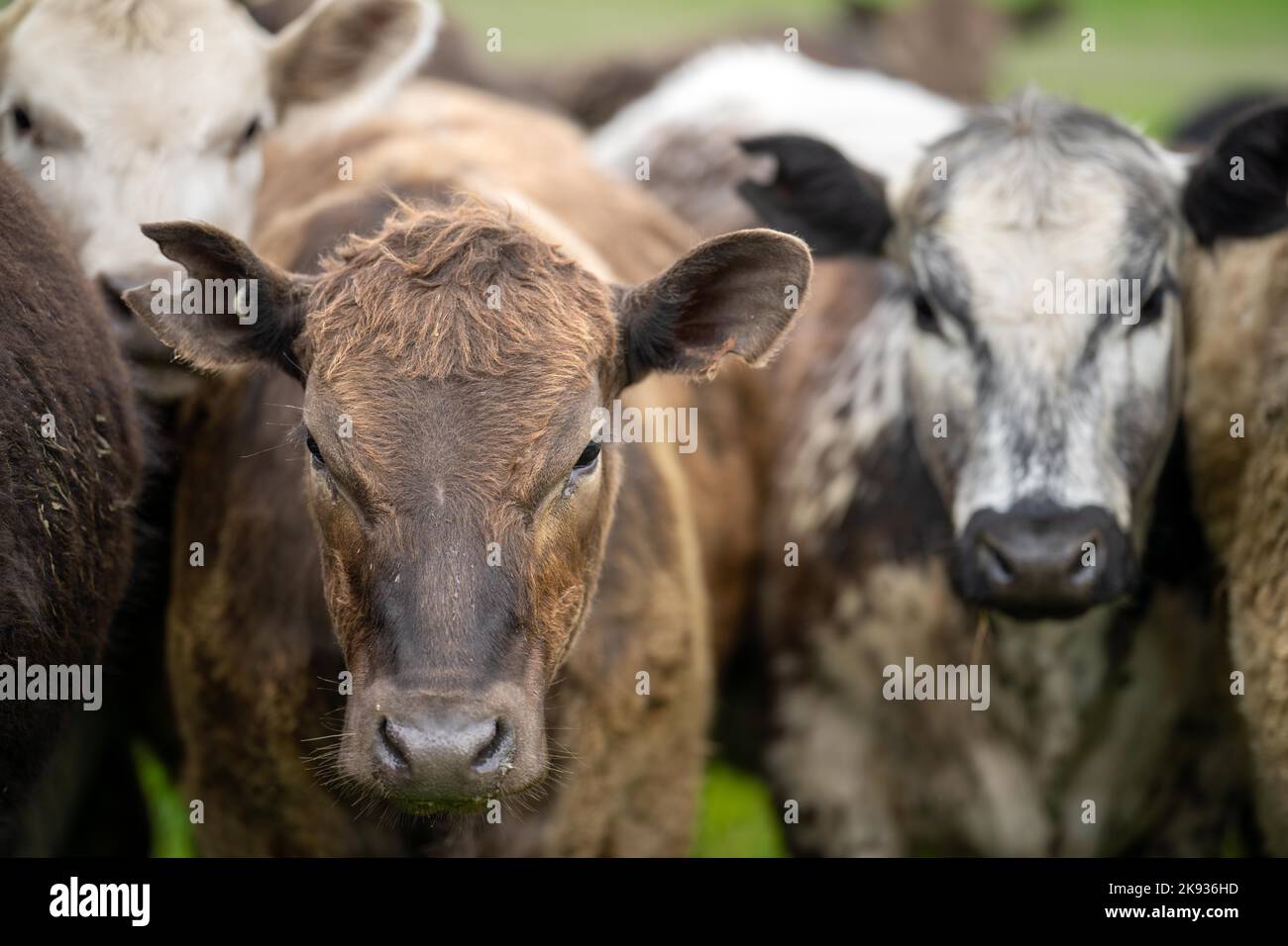 Herefords and Angus cattle grazing on pasture. Cows in a field on top ...