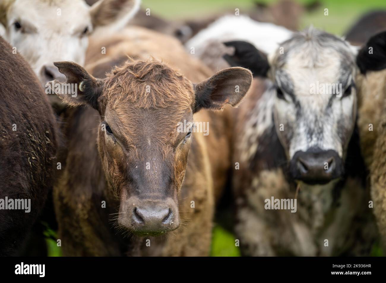Close up of dairy cows in the field, Angus and Murray Grey beef Cattle ...