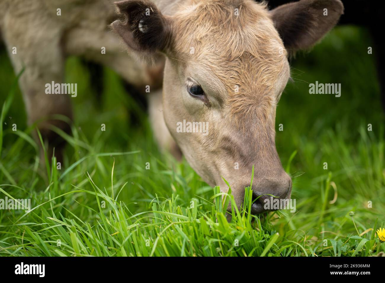 organic livestock with zero carbon emissions on a farm Stock Photo - Alamy
