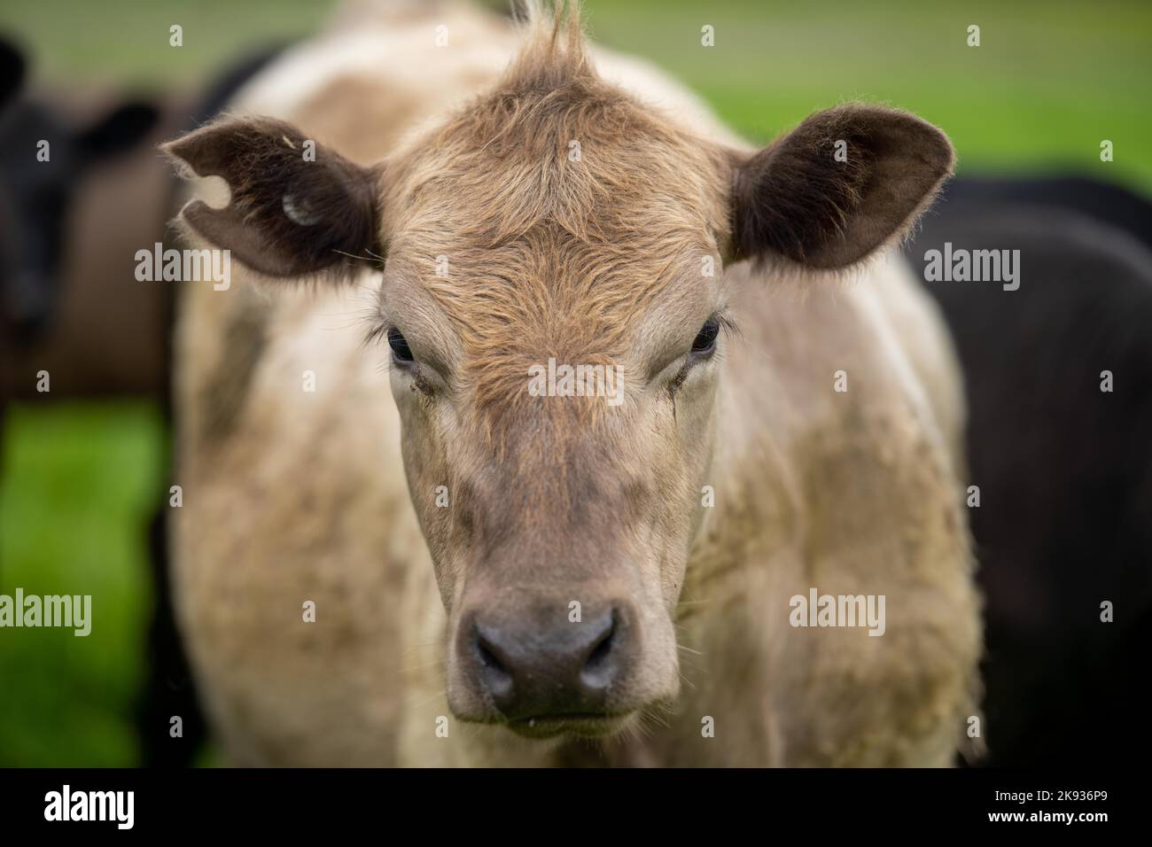 organic livestock with zero carbon emissions on a farm Stock Photo - Alamy