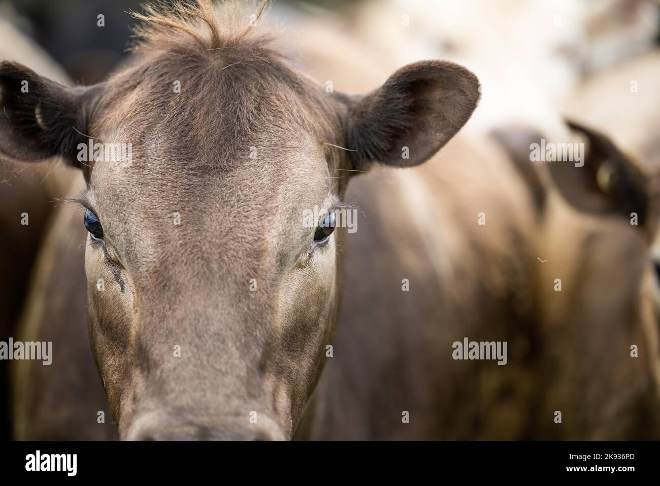agriculture technology sustainable organic food production on a cattle ...