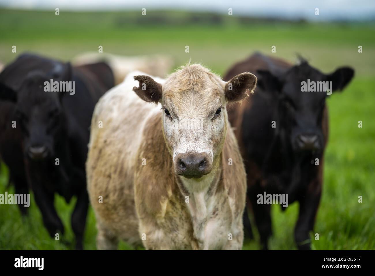 cows and cattle eating grass on a farm. grass fed beef grazing on ...