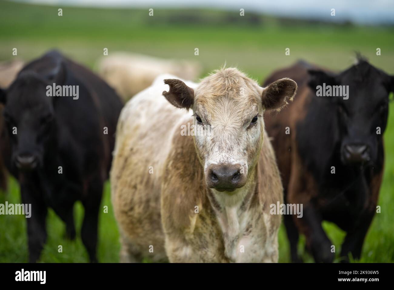 agriculture technology sustainable organic food production on a cattle ...