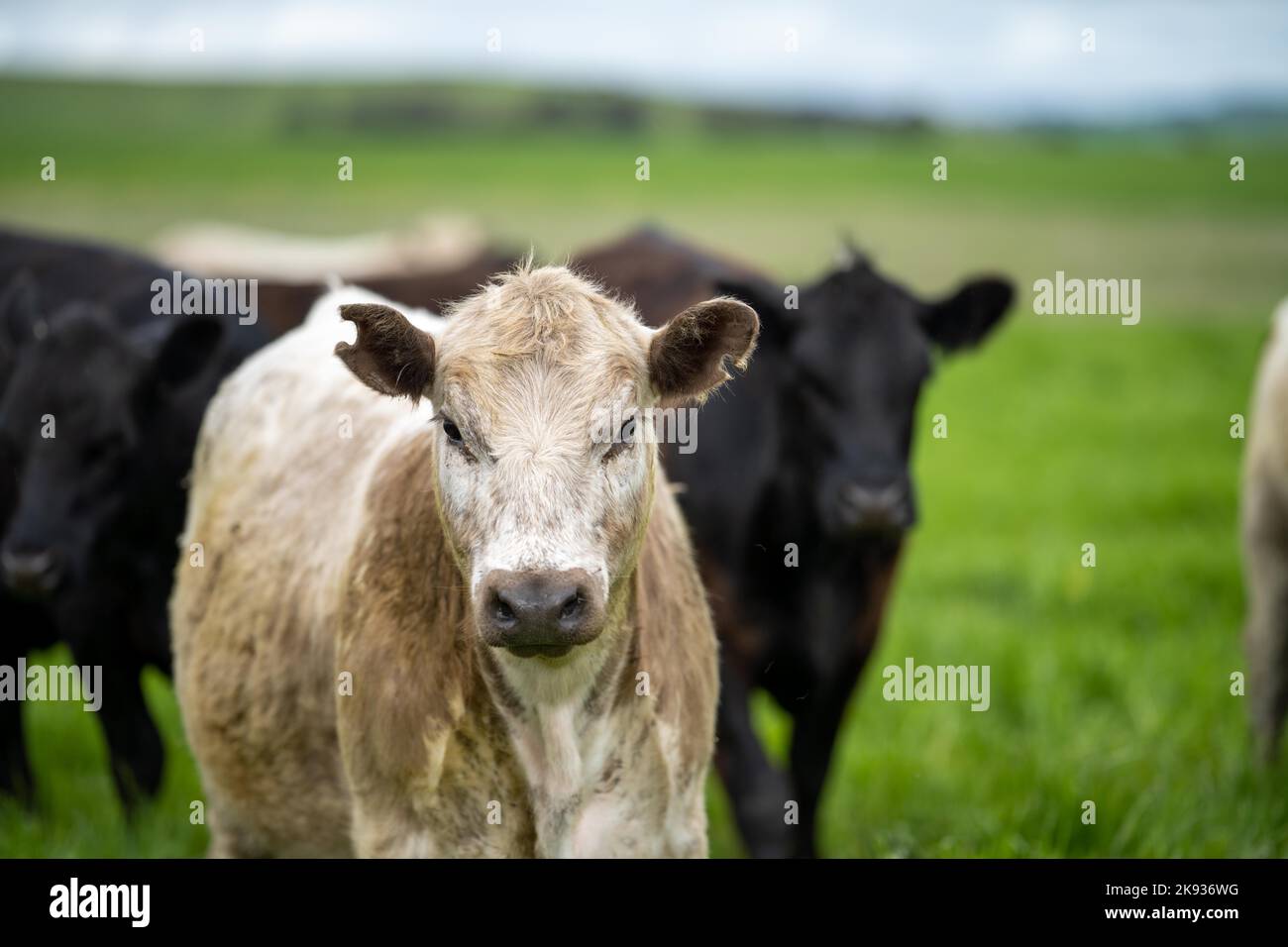 meat production on a organic ranch and cows eating grass Stock Photo ...