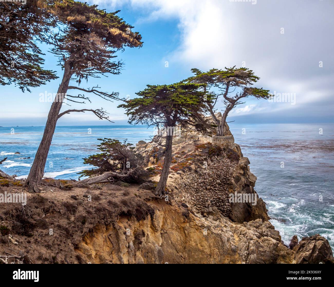 MONTEREY, CALIFORNIA - SEP 21, 2014: Lone Cypress tree view along ...