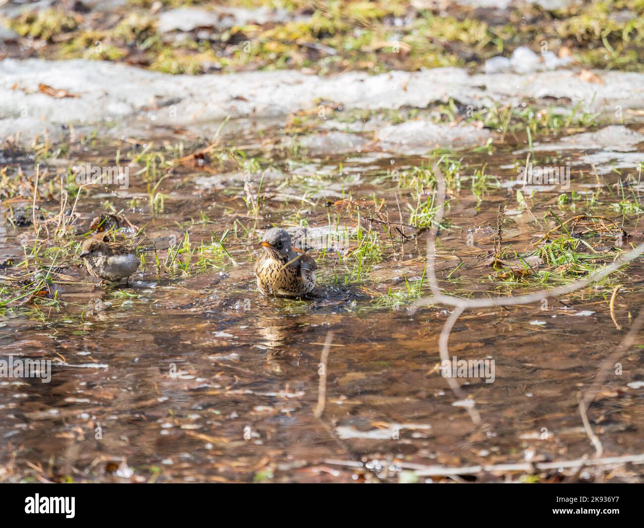 Thrush takes a bath in a puddle. The bird swims in the water. Fieldfare ...