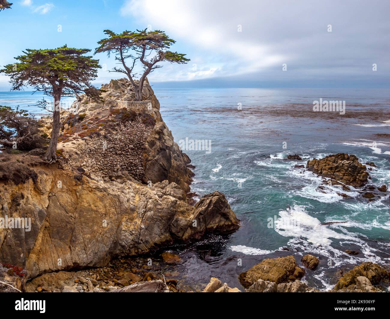 Lone monterey cypress tree pacific hi-res stock photography and images ...
