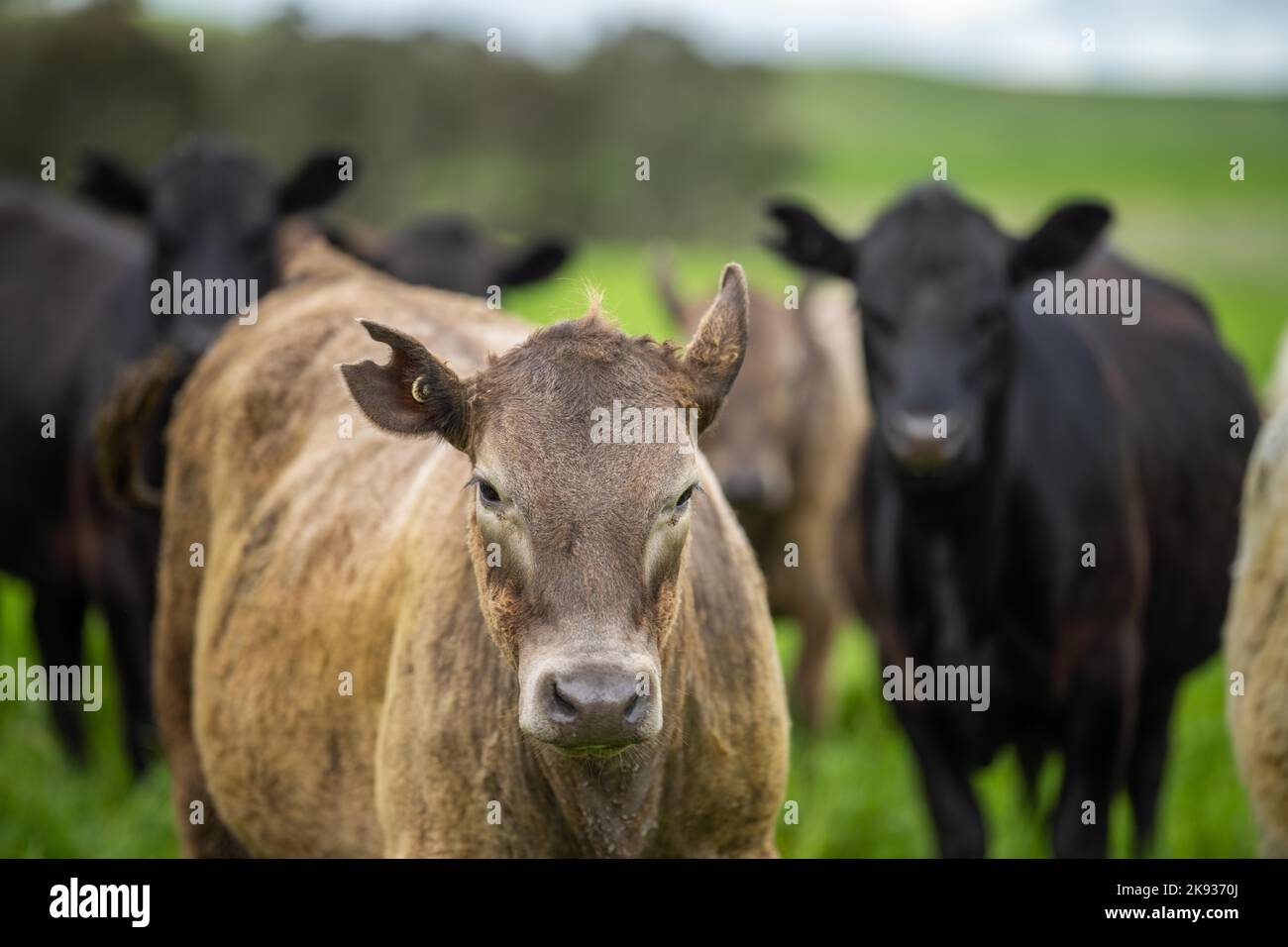 agriculture technology sustainable organic food production on a cattle ...