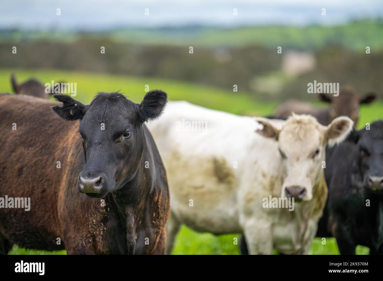 meat production on a organic ranch and cows eating grass Stock Photo ...