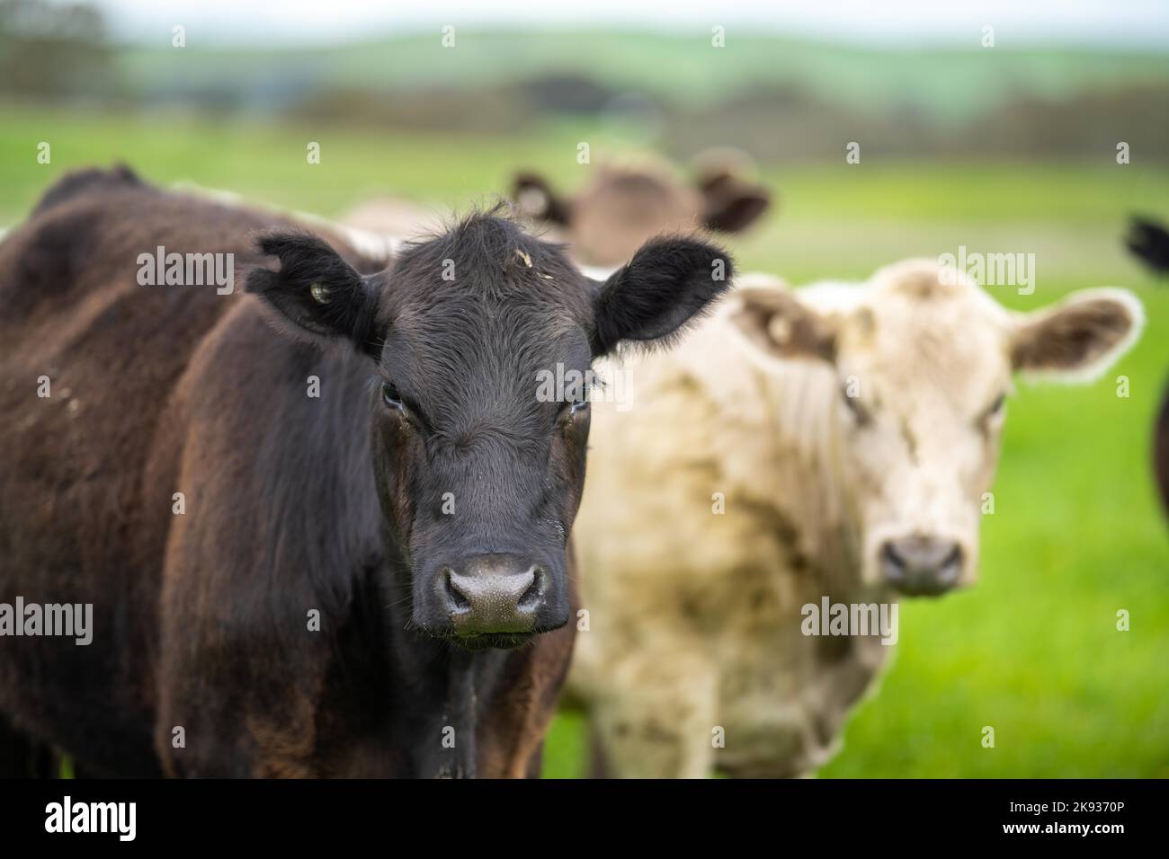 organic livestock with zero carbon emissions on a farm Stock Photo - Alamy