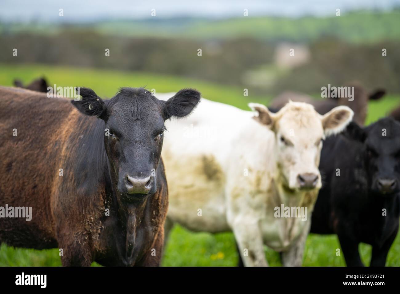 beef steaks and beef production on a farm. cows on a ranch Stock Photo ...