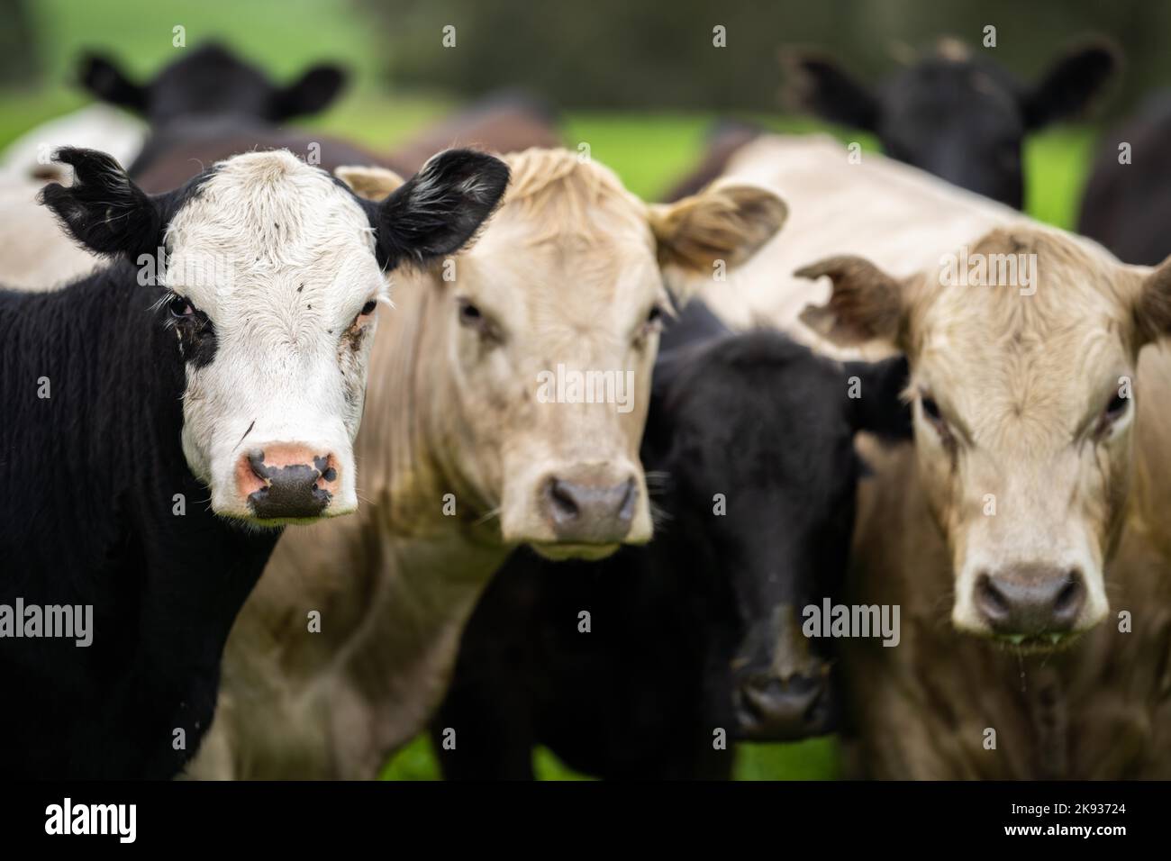 agriculture technology sustainable organic food production on a cattle ...