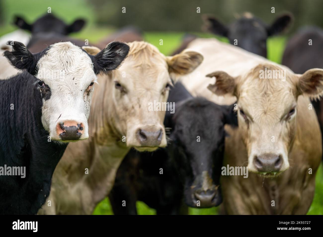 cows and cattle eating grass on a farm. grass fed beef grazing on ...