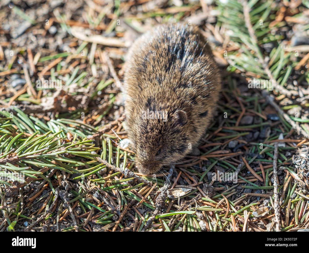 A closeup of a Common vole on the ground with a blurry background ...