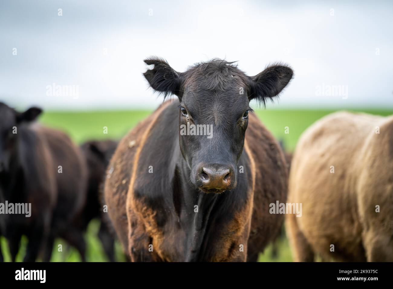 beef steaks and beef production on a farm. cows on a ranch Stock Photo ...