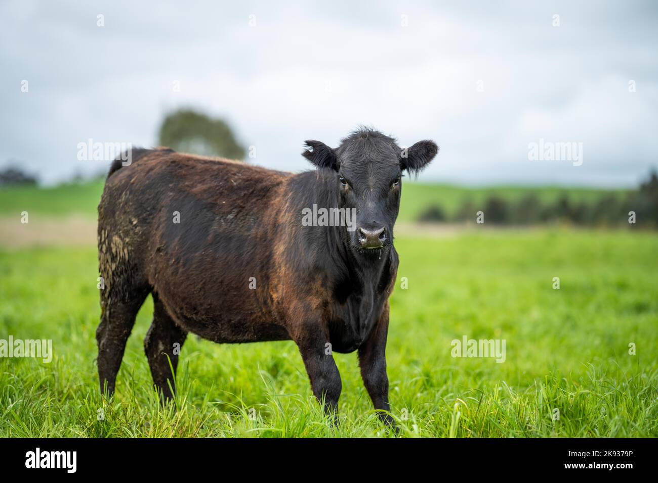 meat production on a organic ranch and cows eating grass Stock Photo ...
