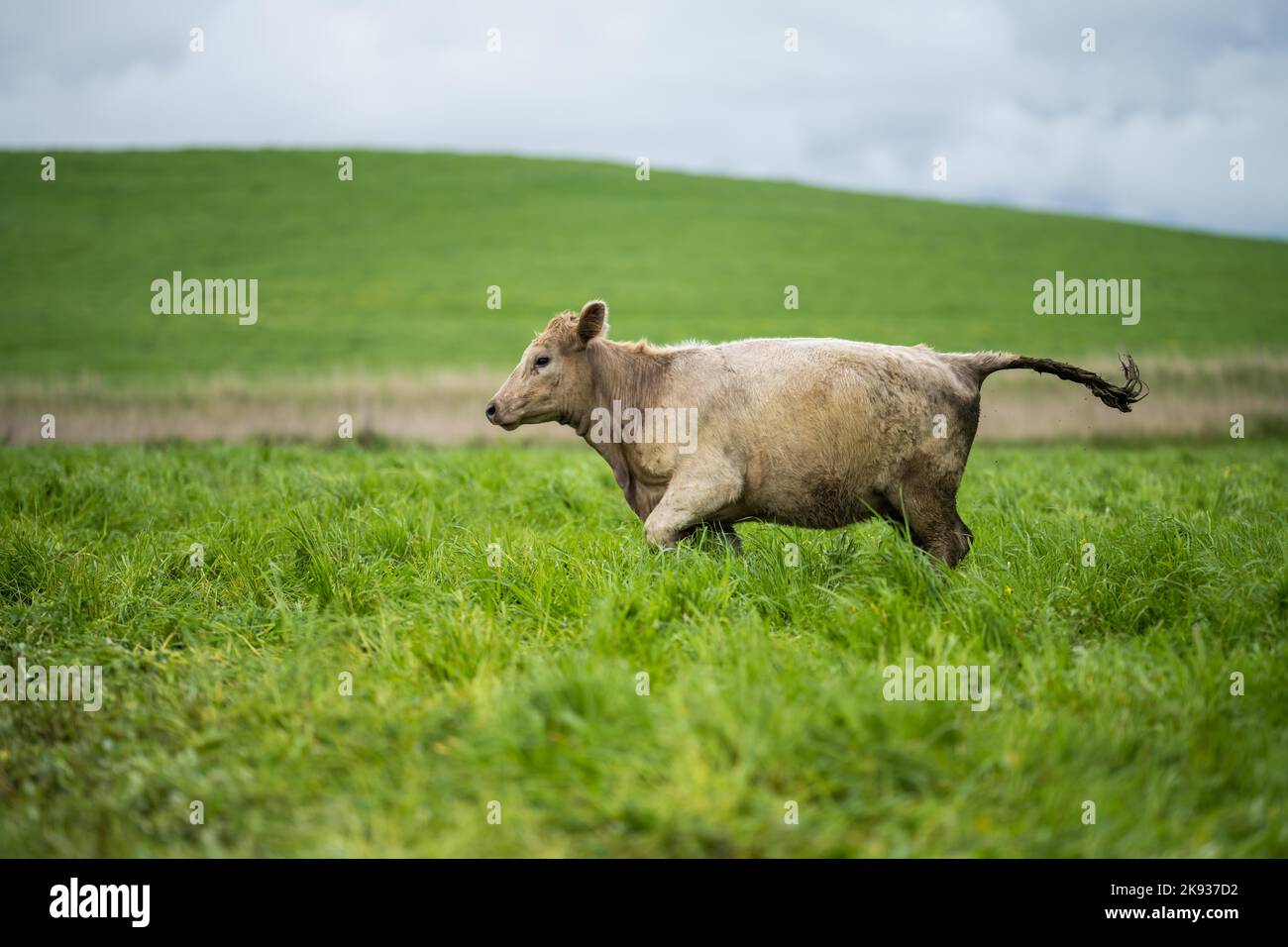 cows and cattle eating grass on a farm. grass fed beef grazing on ...