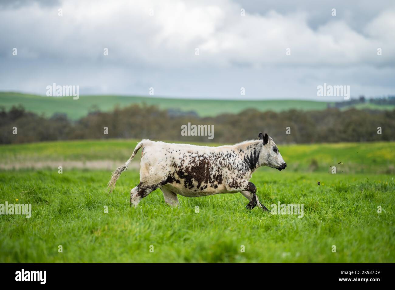 meat production on a organic ranch and cows eating grass Stock Photo ...