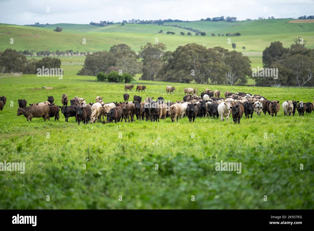 organic livestock with zero carbon emissions on a farm Stock Photo - Alamy