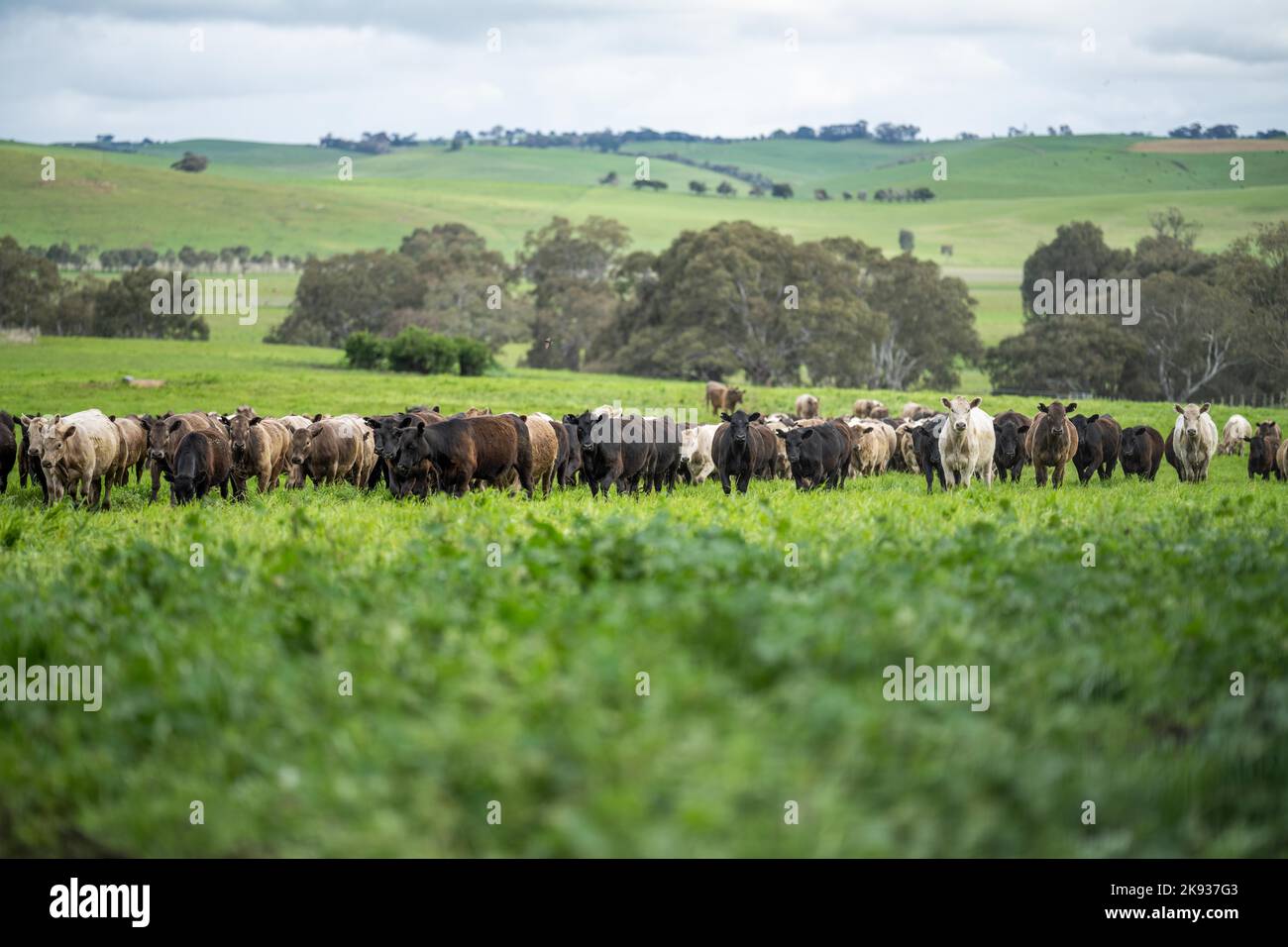 cows and cattle eating grass on a farm. grass fed beef grazing on ...